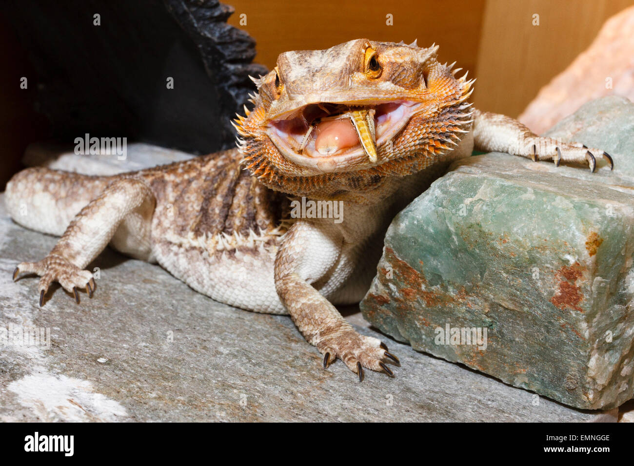 As St.Georges Day approaches, bearded dragons across the country gear ...
