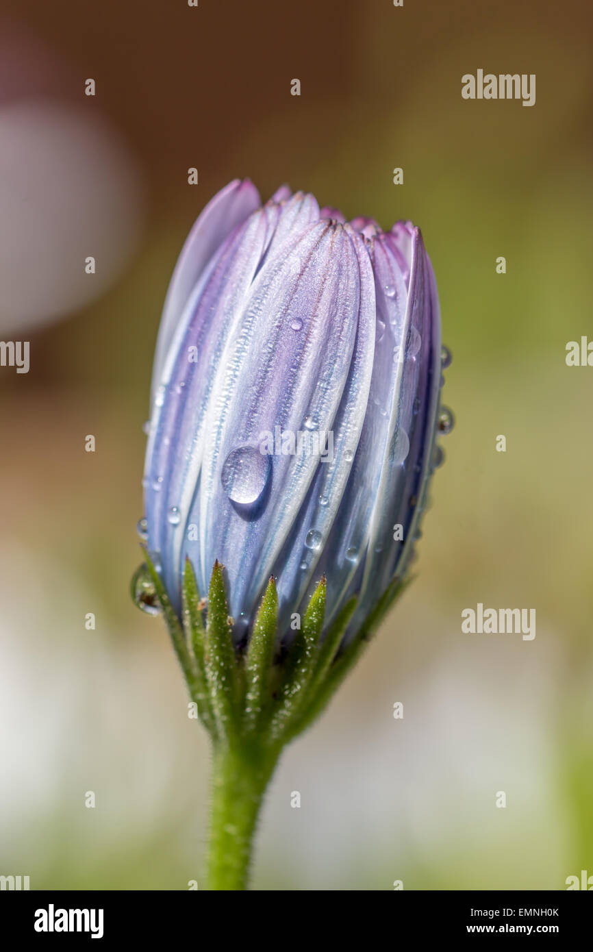 Spring Flower after the rain Stock Photo - Alamy