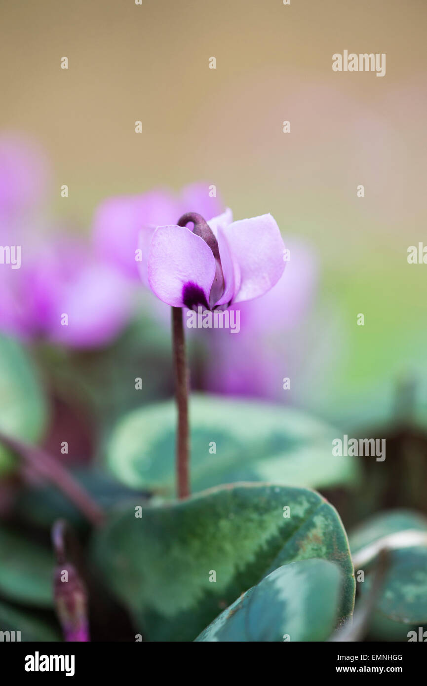 Cyclamen Coum flower Stock Photo - Alamy