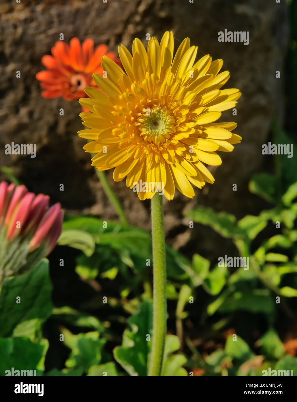 Beautiful yellow daisy flower at a Flower Festival in Phayao Province ...