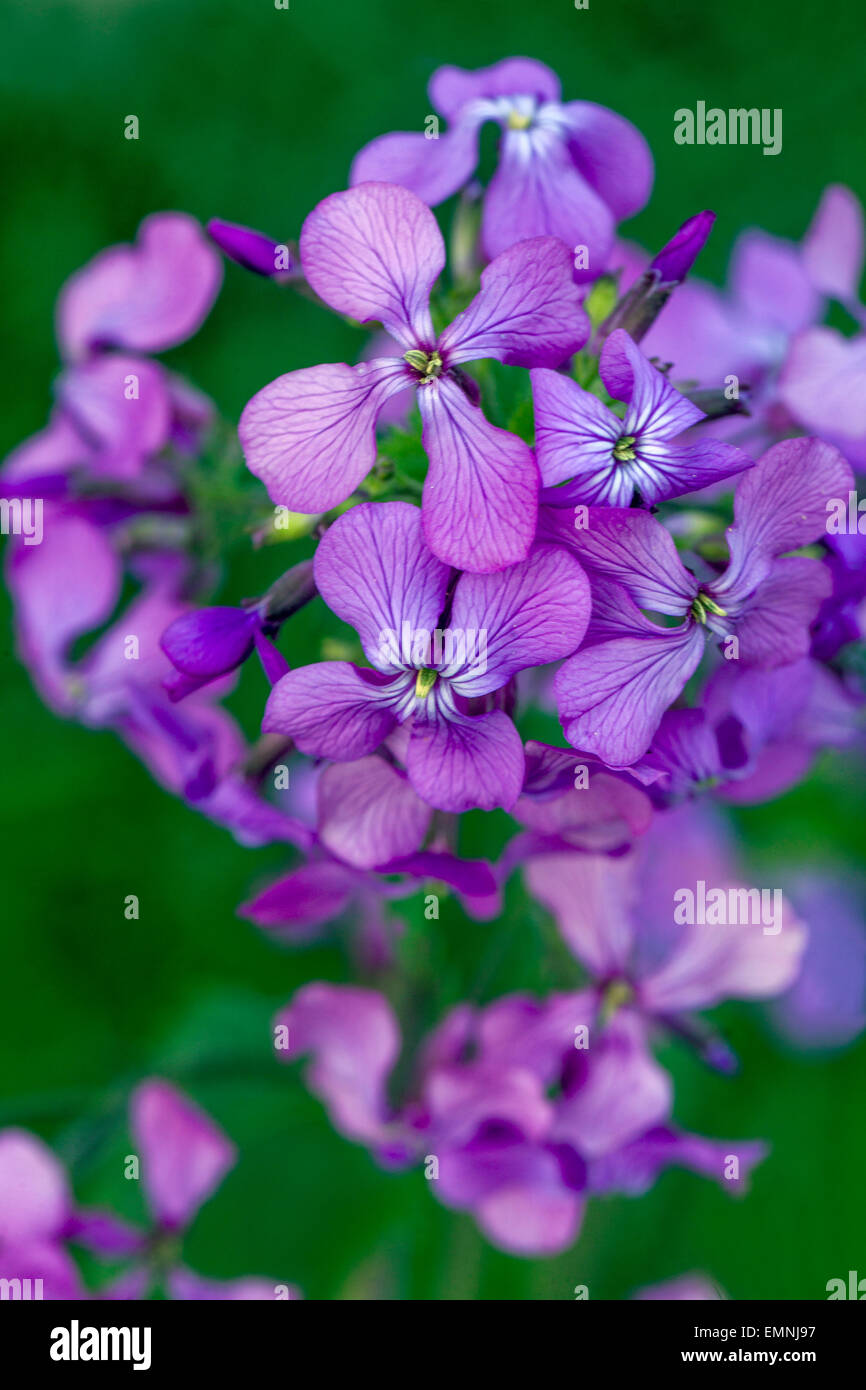 Lunaria annua close-up Stock Photo - Alamy