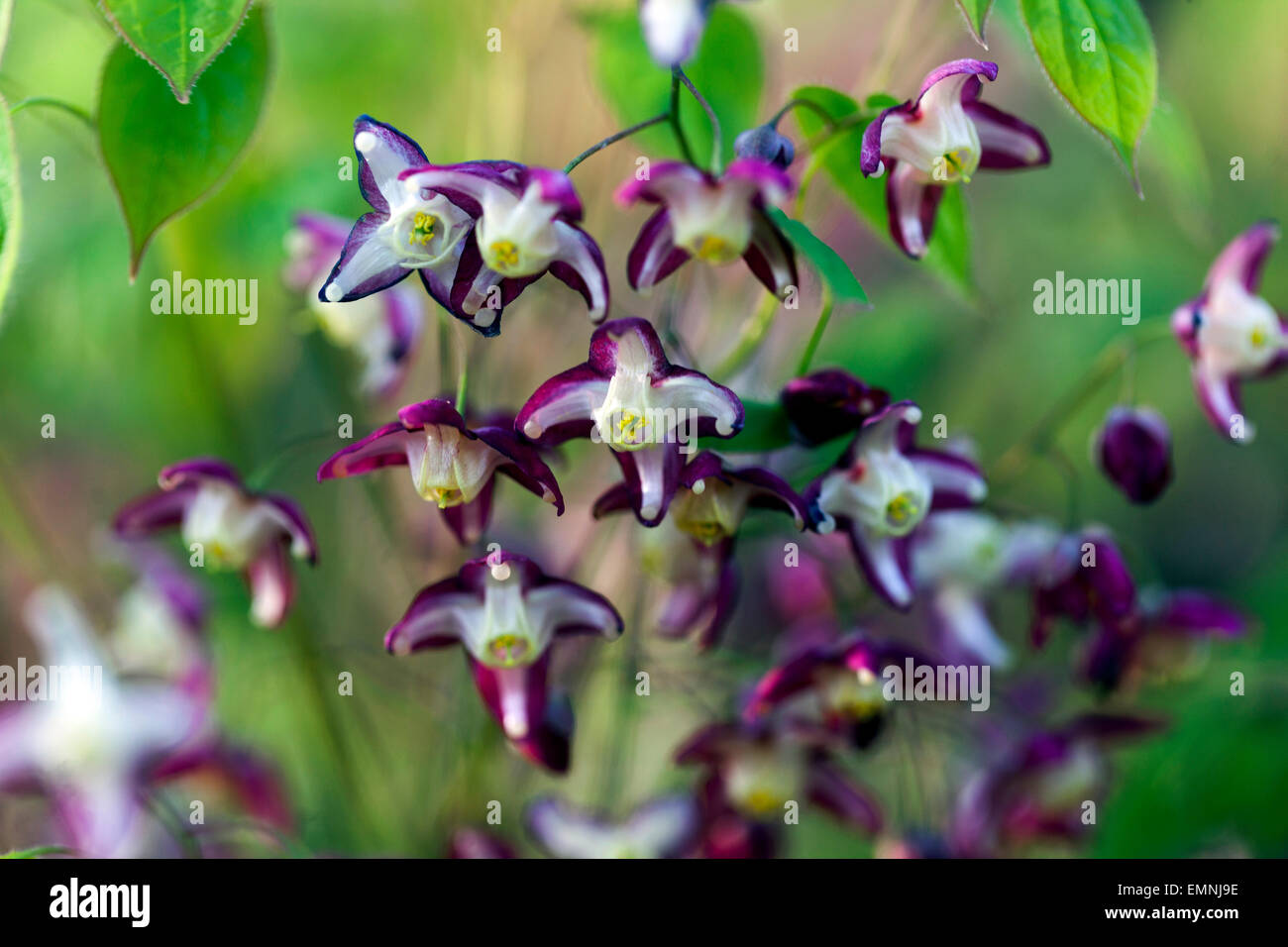 Epimediums bishops hat hi-res stock photography and images - Alamy