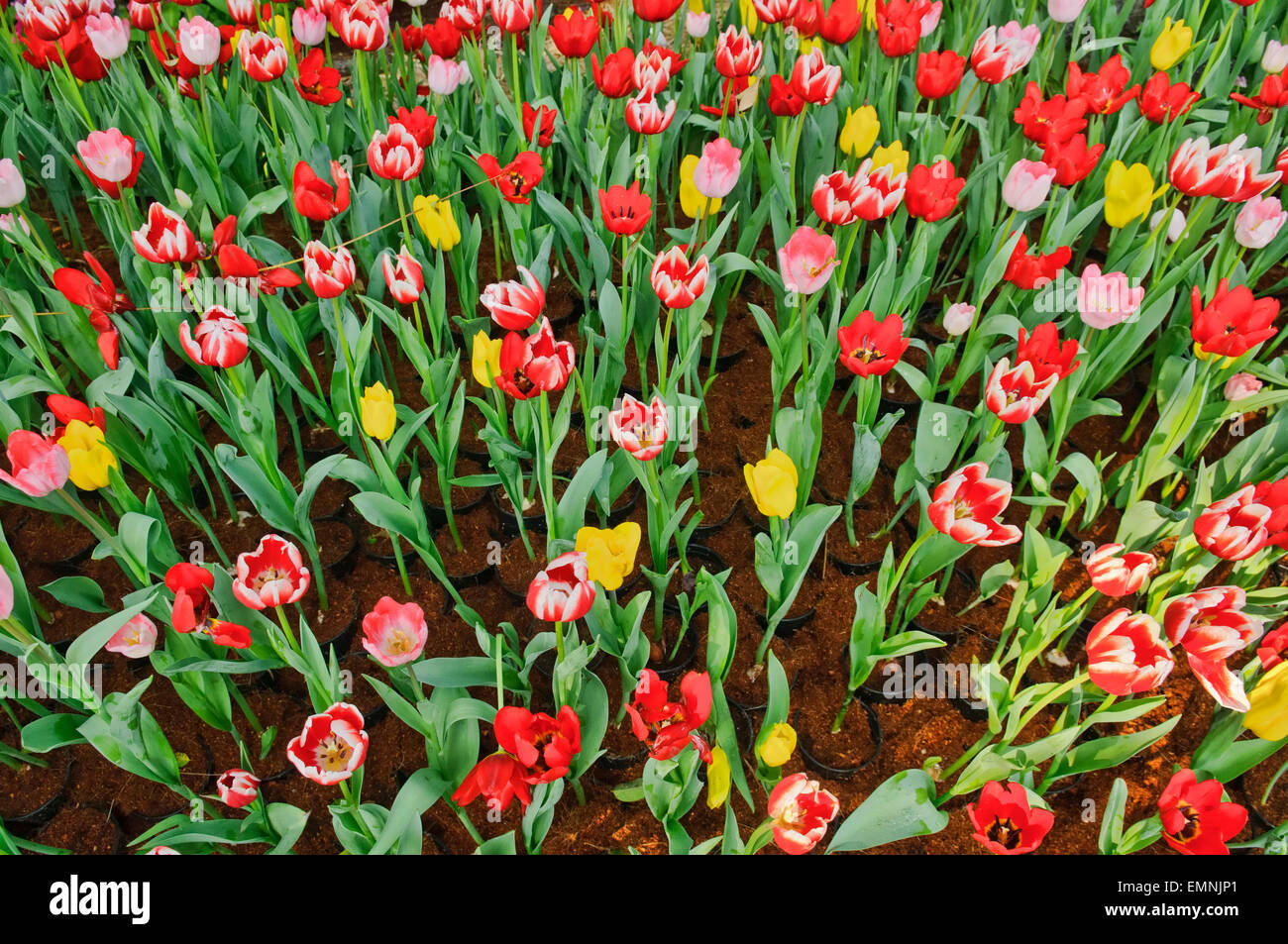 Beautiful tulips in a Flower festival in Phayao Province Thailand Stock ...