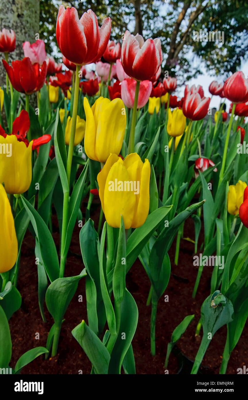 Beautiful tulips in a Flower festival in Phayao Province Thailand Stock ...
