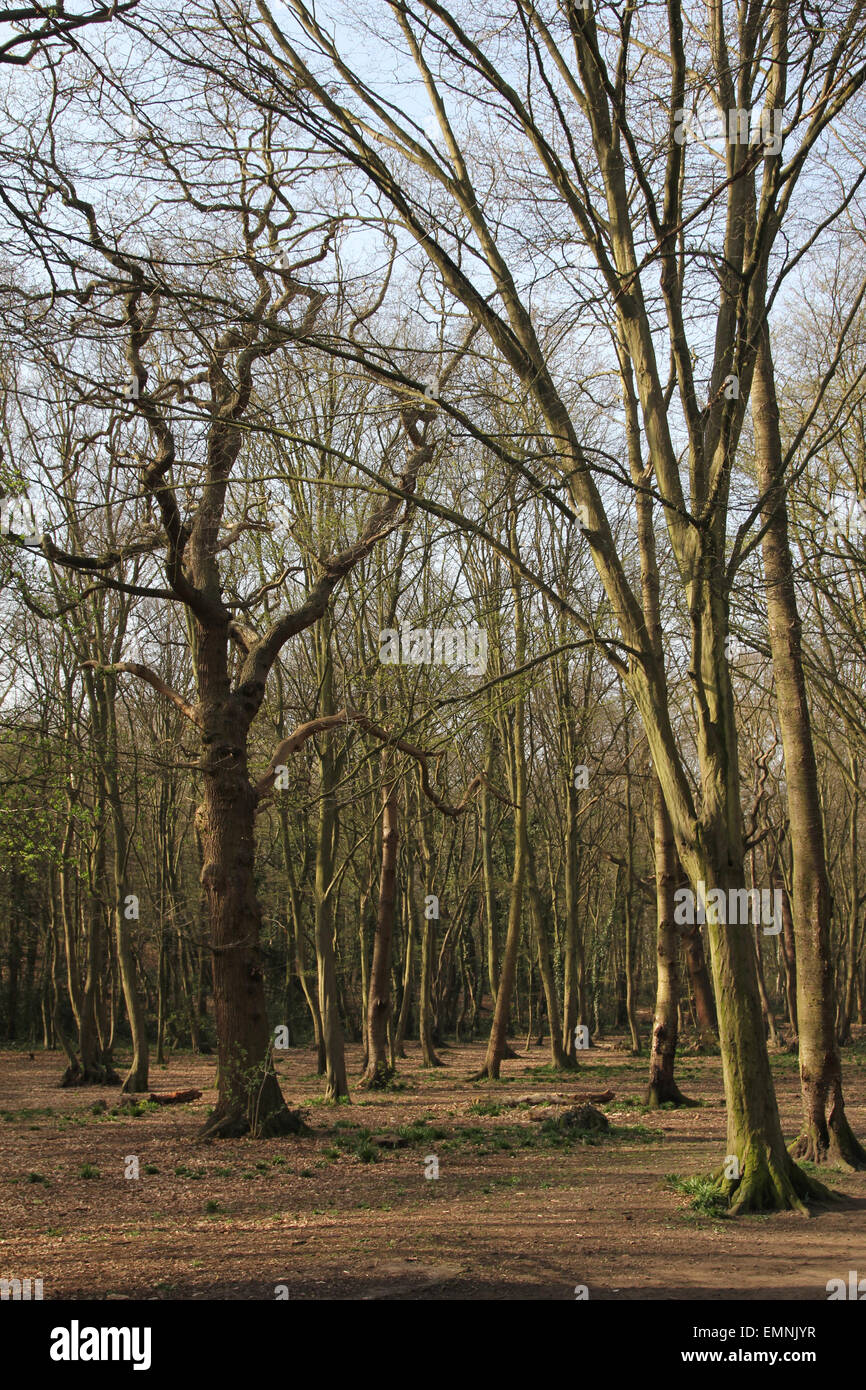 Early spring woodland uk hi-res stock photography and images - Alamy