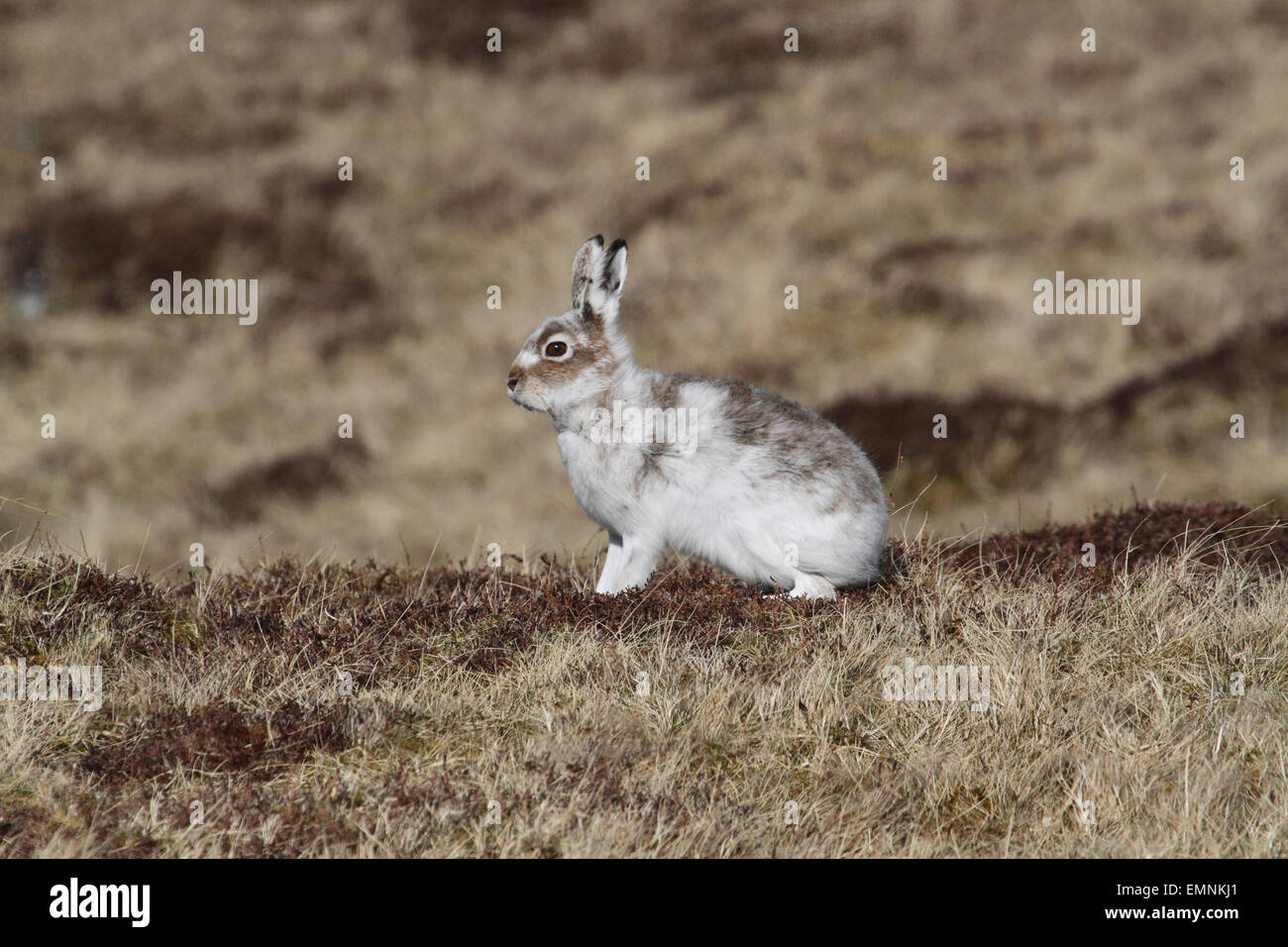 Mountain hare winter hi-res stock photography and images - Alamy