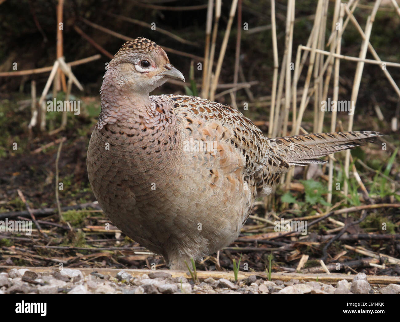Female Pheasant UK Stock Photo - Alamy