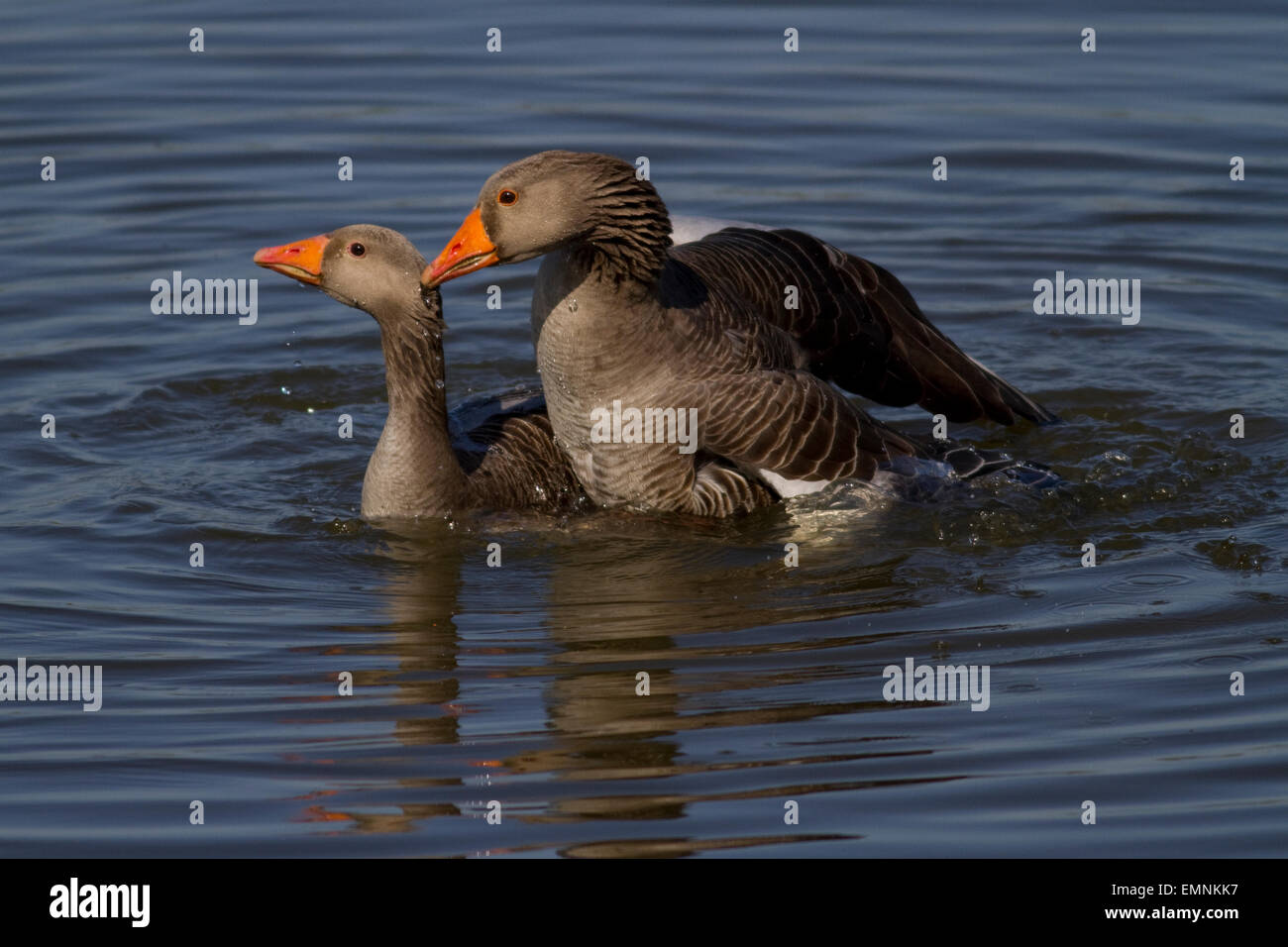 Geese mating hi-res stock photography and images - Alamy