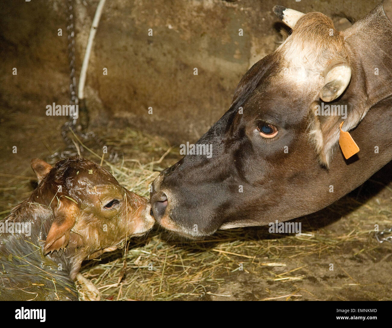 A calf is just born hi-res stock photography and images - Alamy