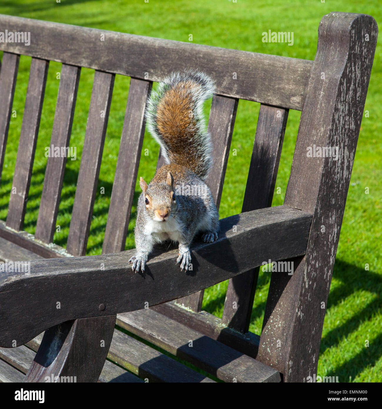 A Squirrel on a bench in a London park Stock Photo - Alamy