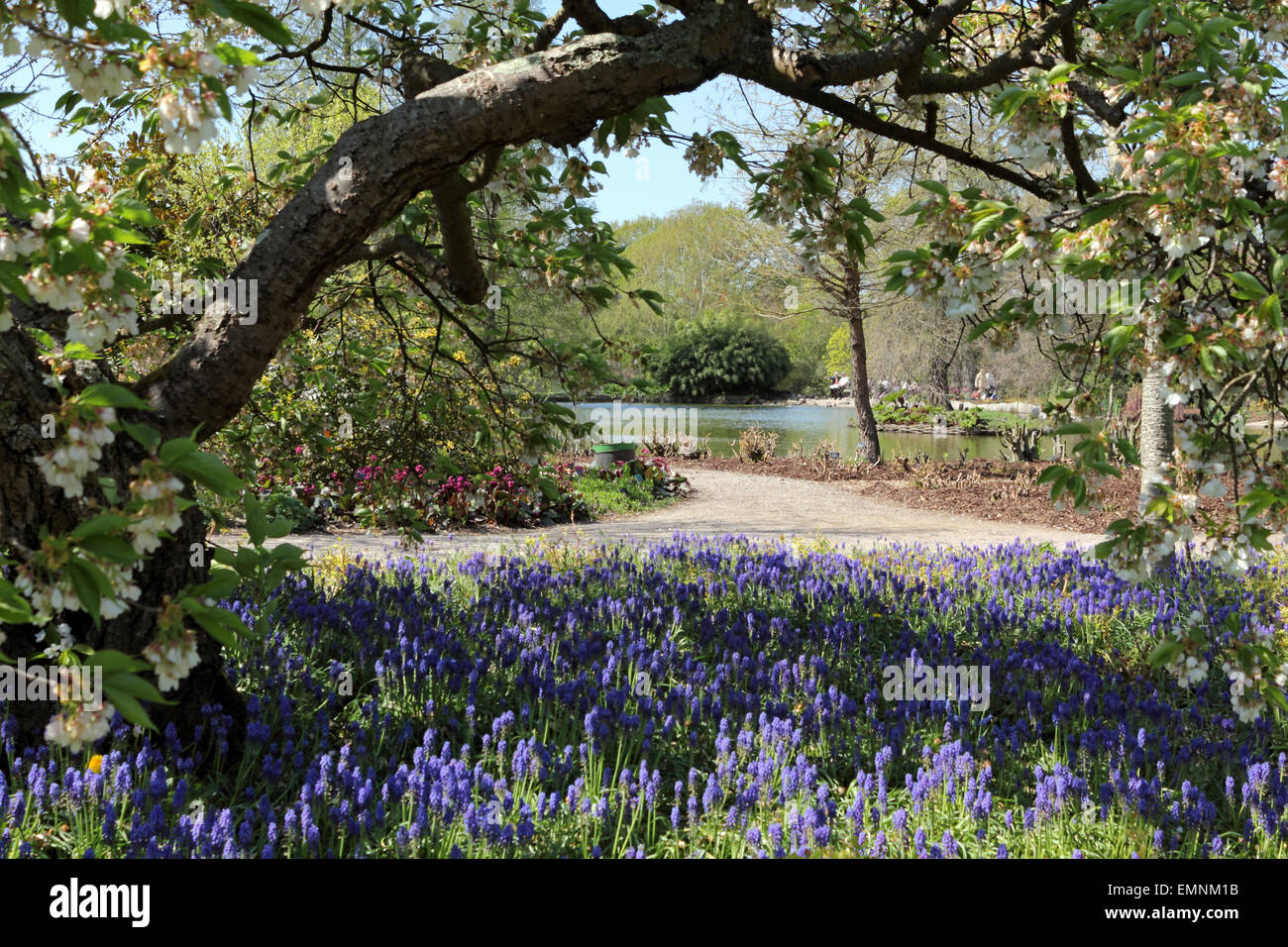 Wisley Gardens, Surrey, England, UK. 22nd April 2015. A fine day for as ...