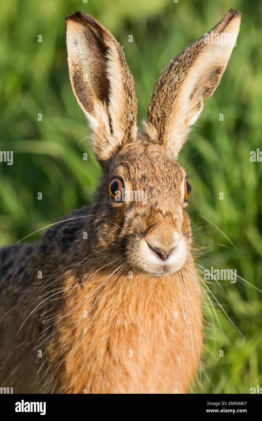 Single adult Brown Hare portrait - close up of head and ears Stock ...