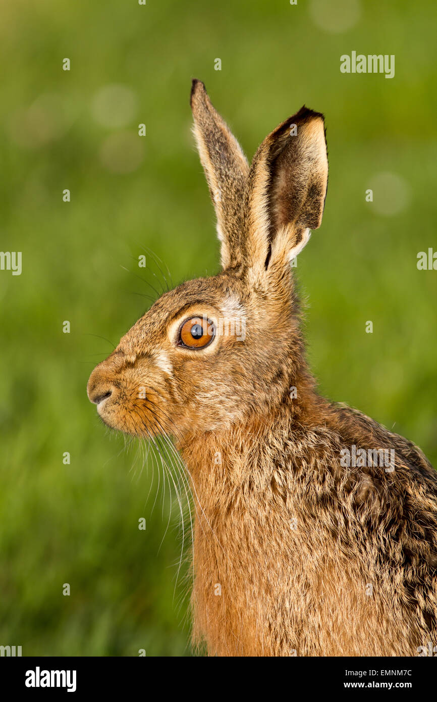 Brown Hare portrait Art & Collectibles Acrylic Painting etna.com.pe