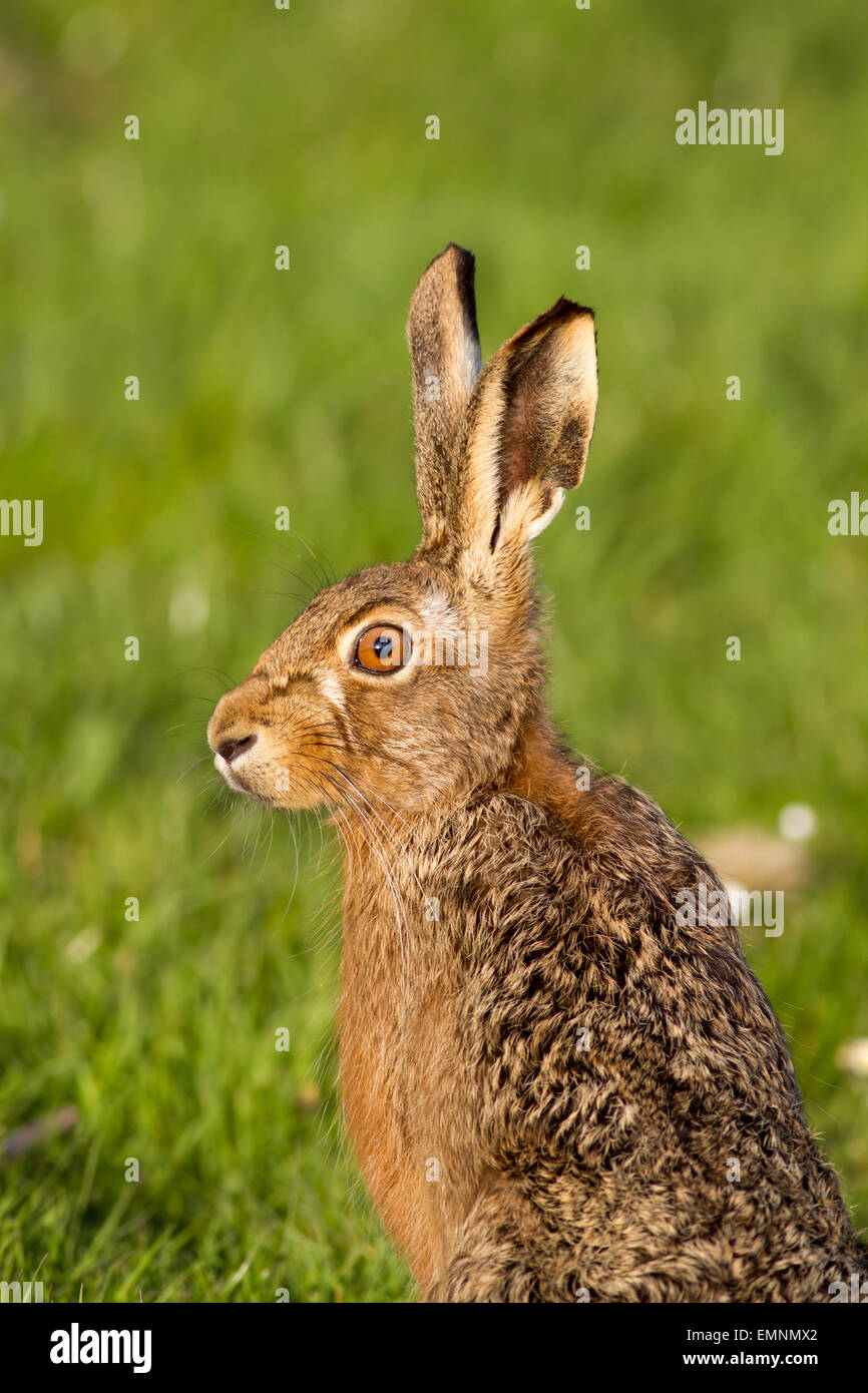 Single adult Brown Hare portrait - close up of head and ears Stock ...