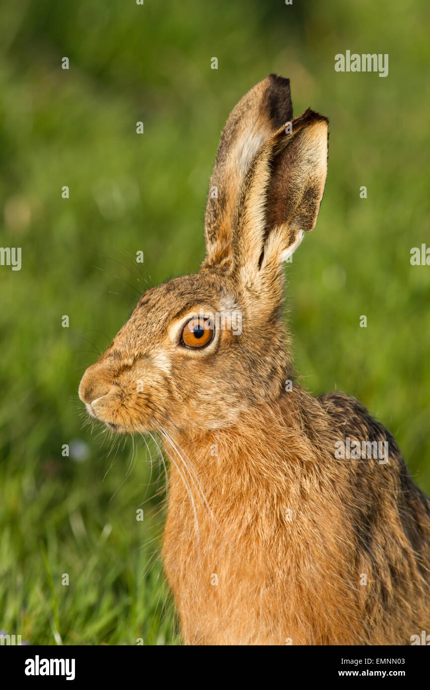 Single adult Brown Hare portrait - close up of head and ears Stock ...