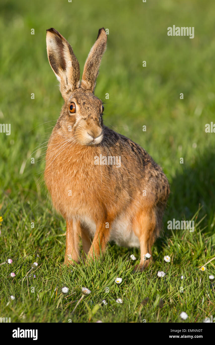 Single adult Brown Hare portrait - looking right with eye highlighted ...