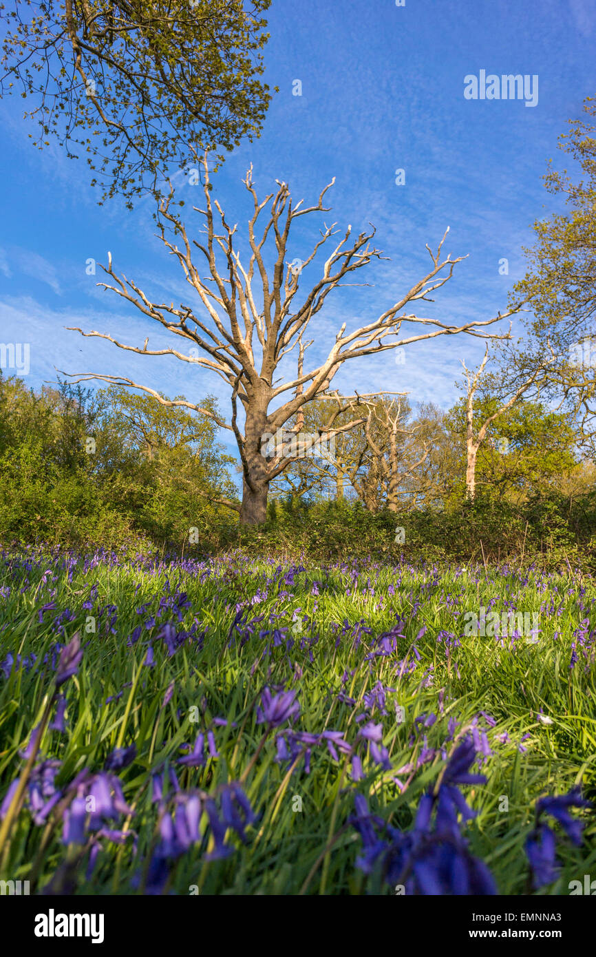 English country landscape hi-res stock photography and images - Alamy