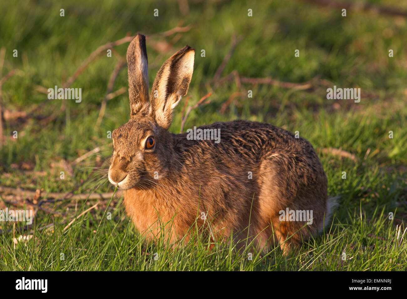 Single adult Brown Hare crouched in long grass Stock Photo - Alamy