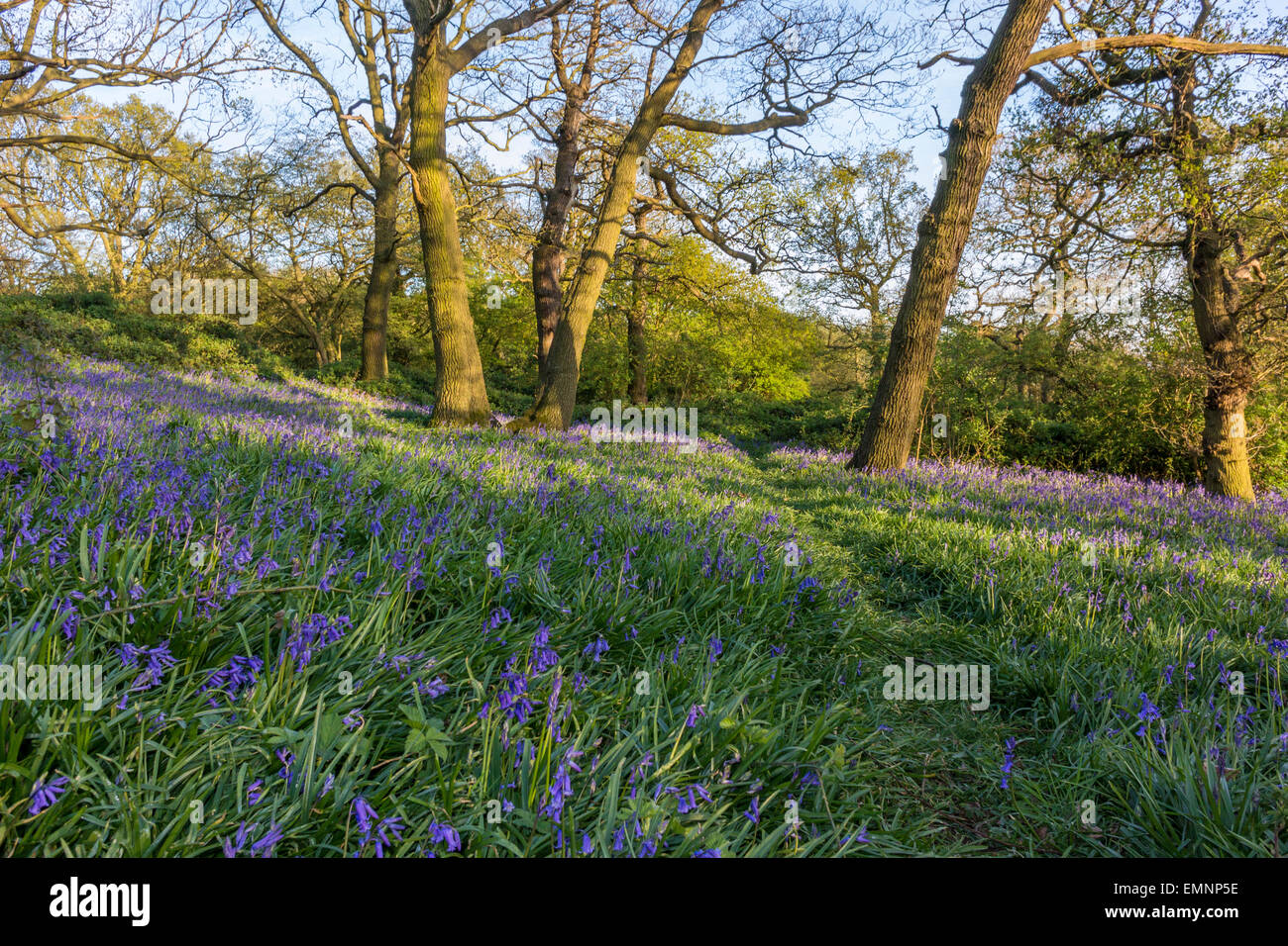 English Country Landscape - Spring Bluebells in Edwinshall Wood Stock ...