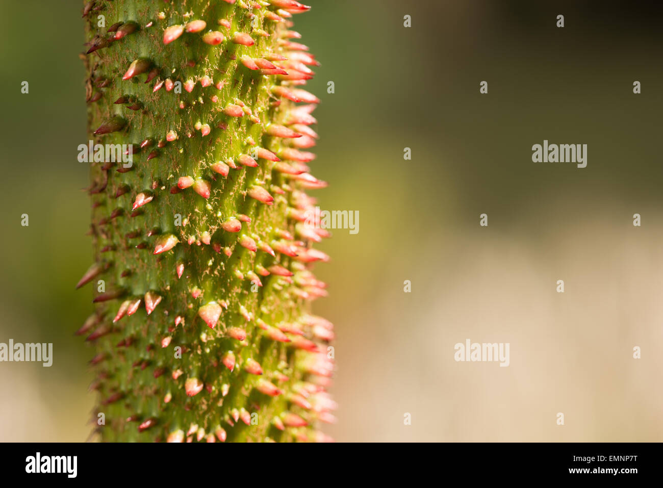 prickly pointed spines on Gunnera leaf stem a harsh rasp and defensive ...