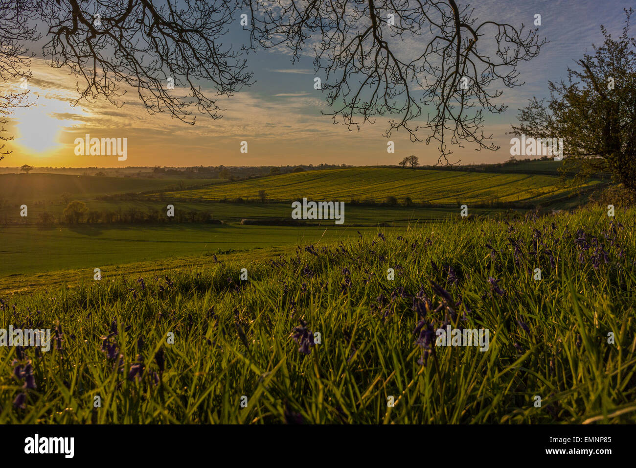 English forest sunset hi-res stock photography and images - Alamy