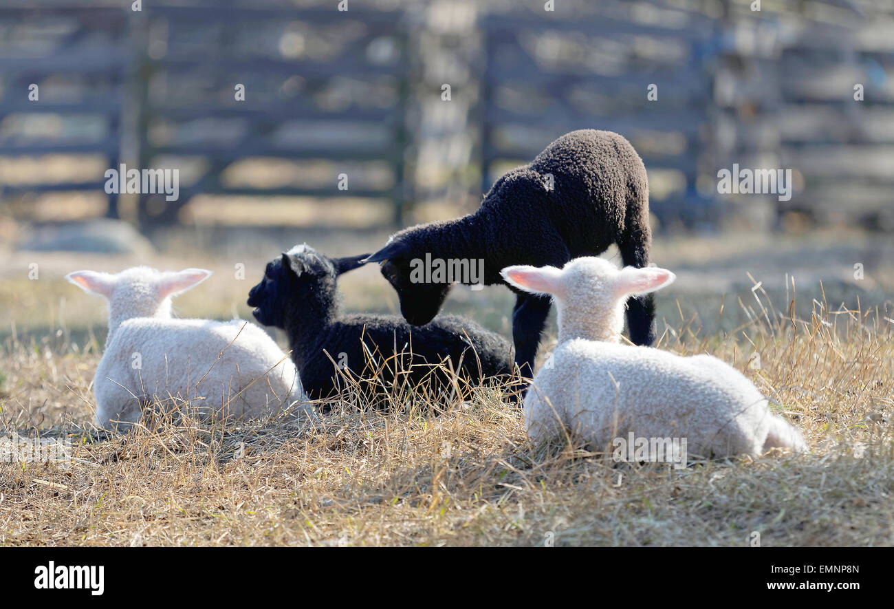 Four lambs from behind, laying down in the meadow a sunny day Stock ...