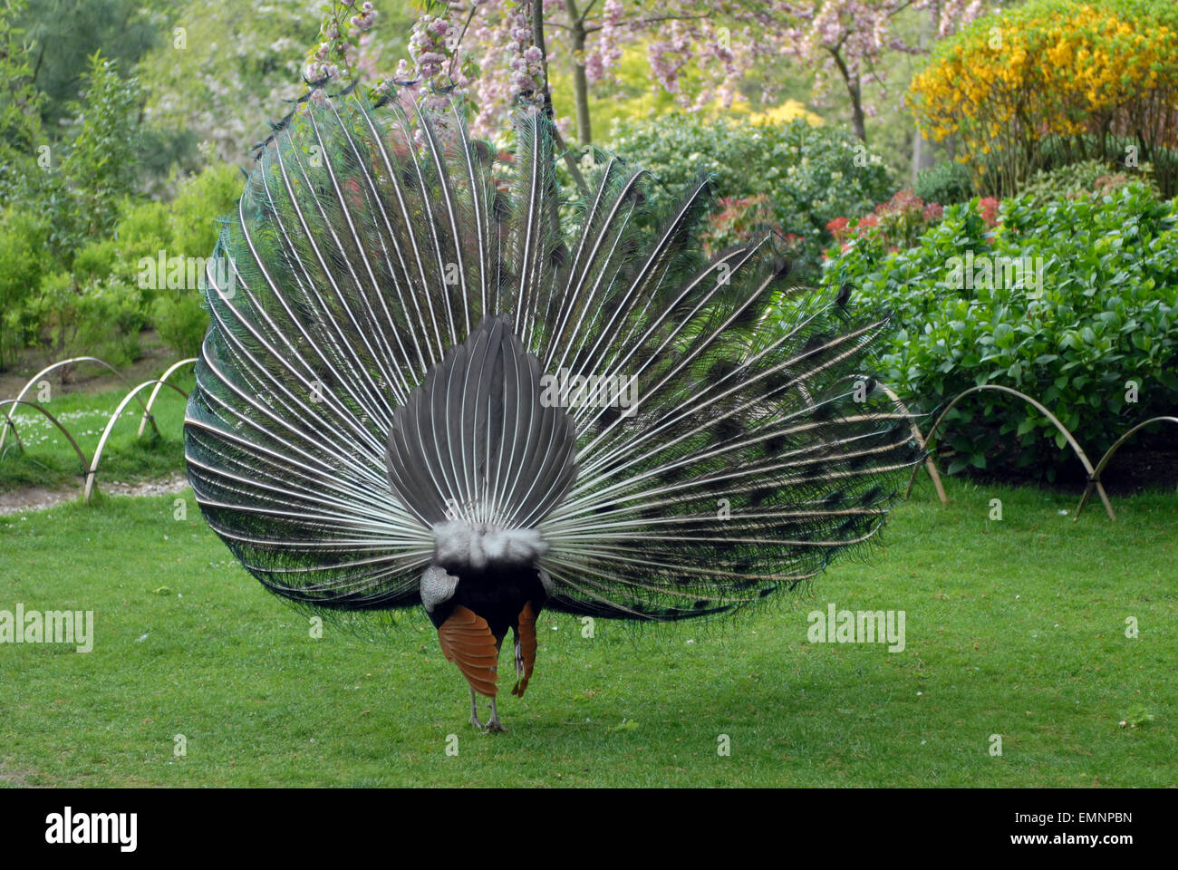 Johnny peacock hi-res stock photography and images - Alamy
