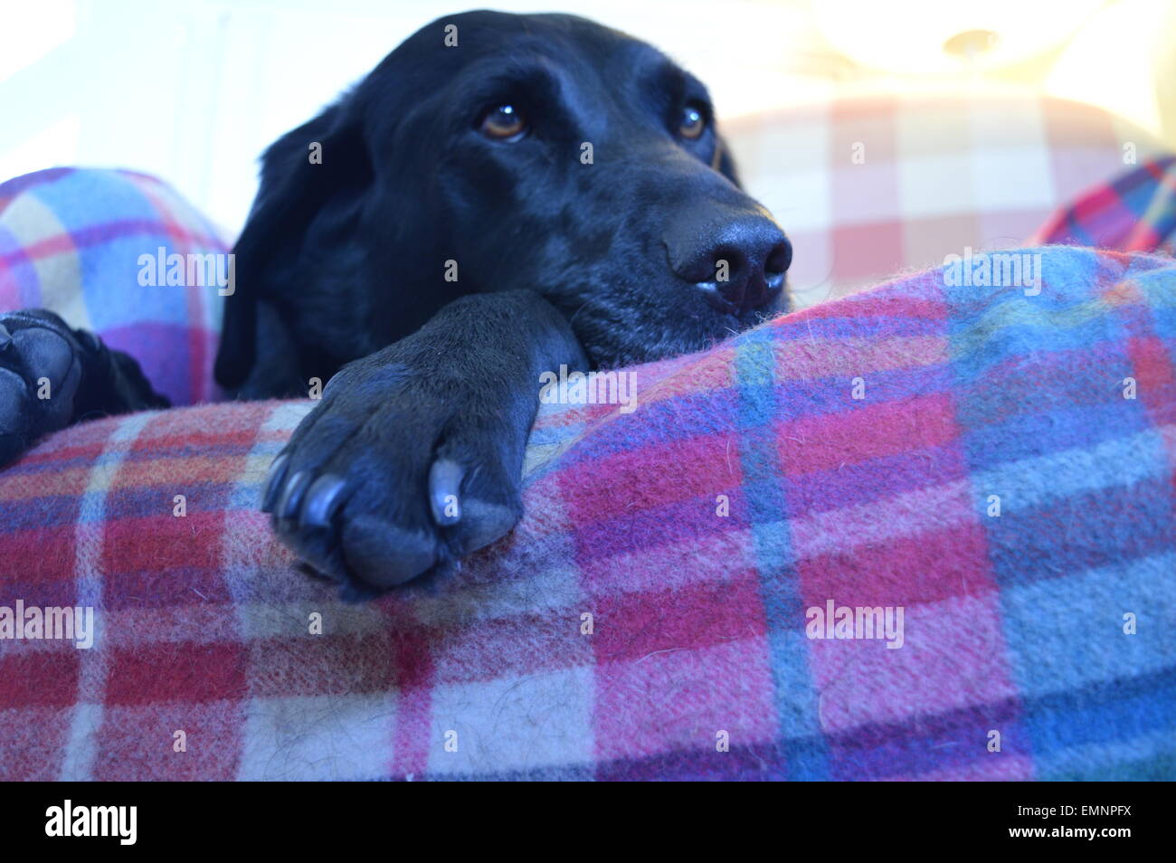 A thoughtful dog, pondering the next time she might get some food Stock ...