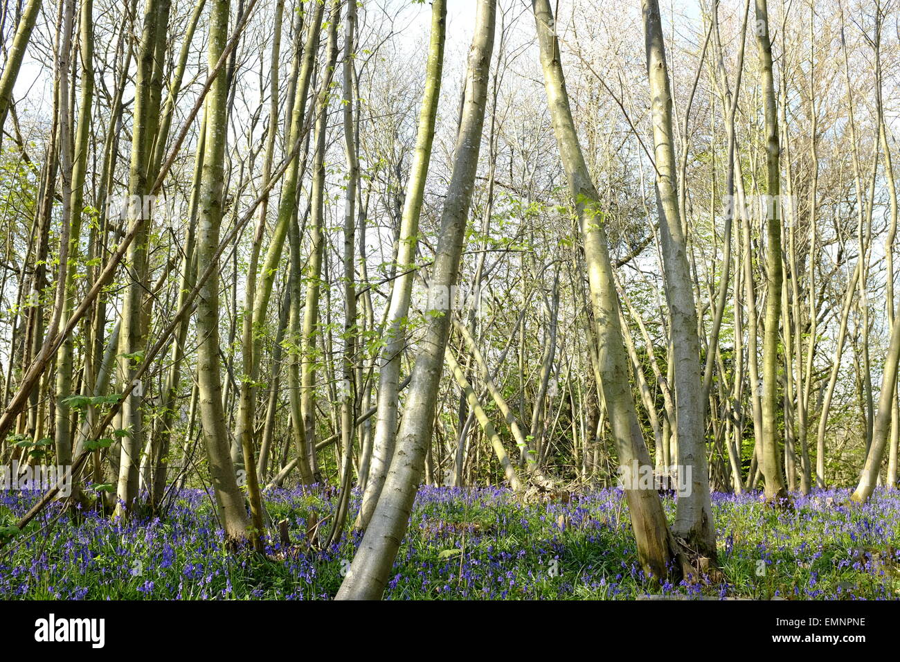 Surrey downs landscape spring hi-res stock photography and images - Alamy