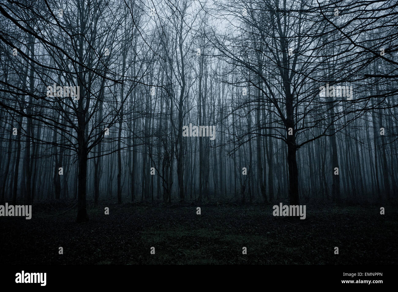 Dutch forest in mid winter Stock Photo - Alamy