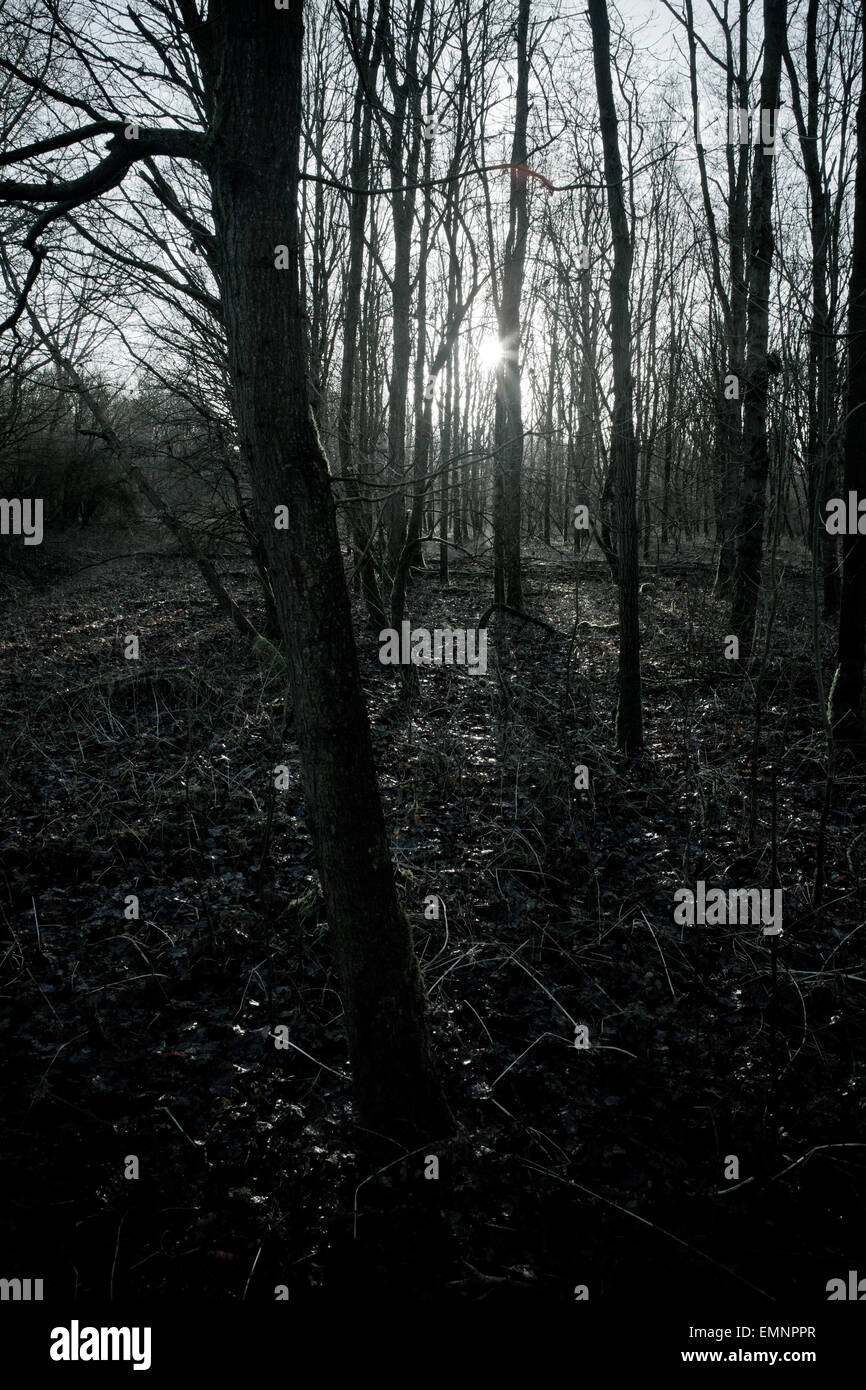 Dutch forest in mid winter Stock Photo - Alamy