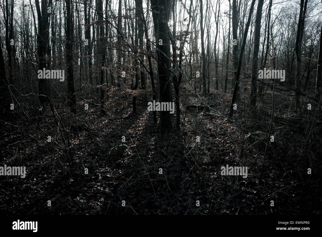 Dutch forest in mid winter Stock Photo - Alamy