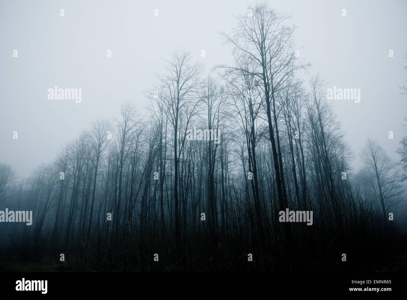 Dutch forest in mid winter Stock Photo - Alamy