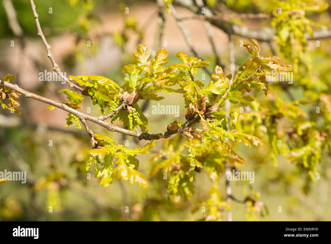 English common oak, Quercus robur and a blooming branch, male ...