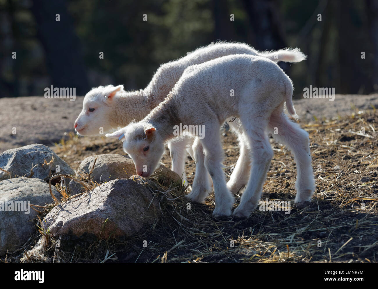 Cute lamb hi-res stock photography and images - Alamy