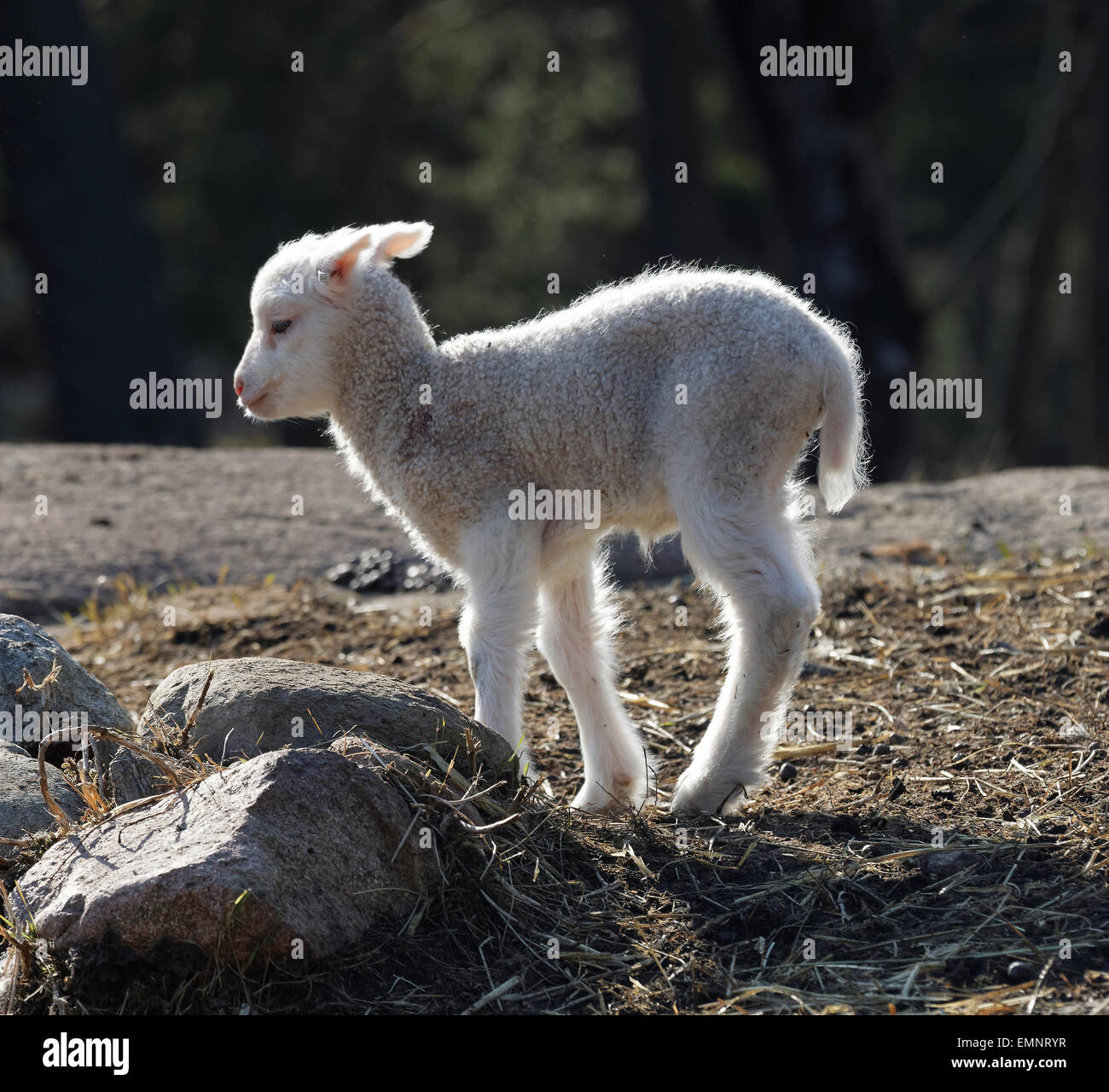 Cute Lamb Stock Photos & Cute Lamb Stock Images - Alamy