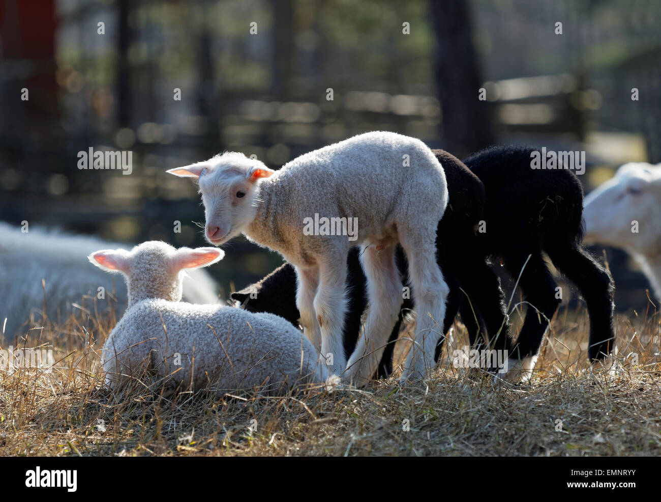 Two fluffy white sheep hi-res stock photography and images - Alamy