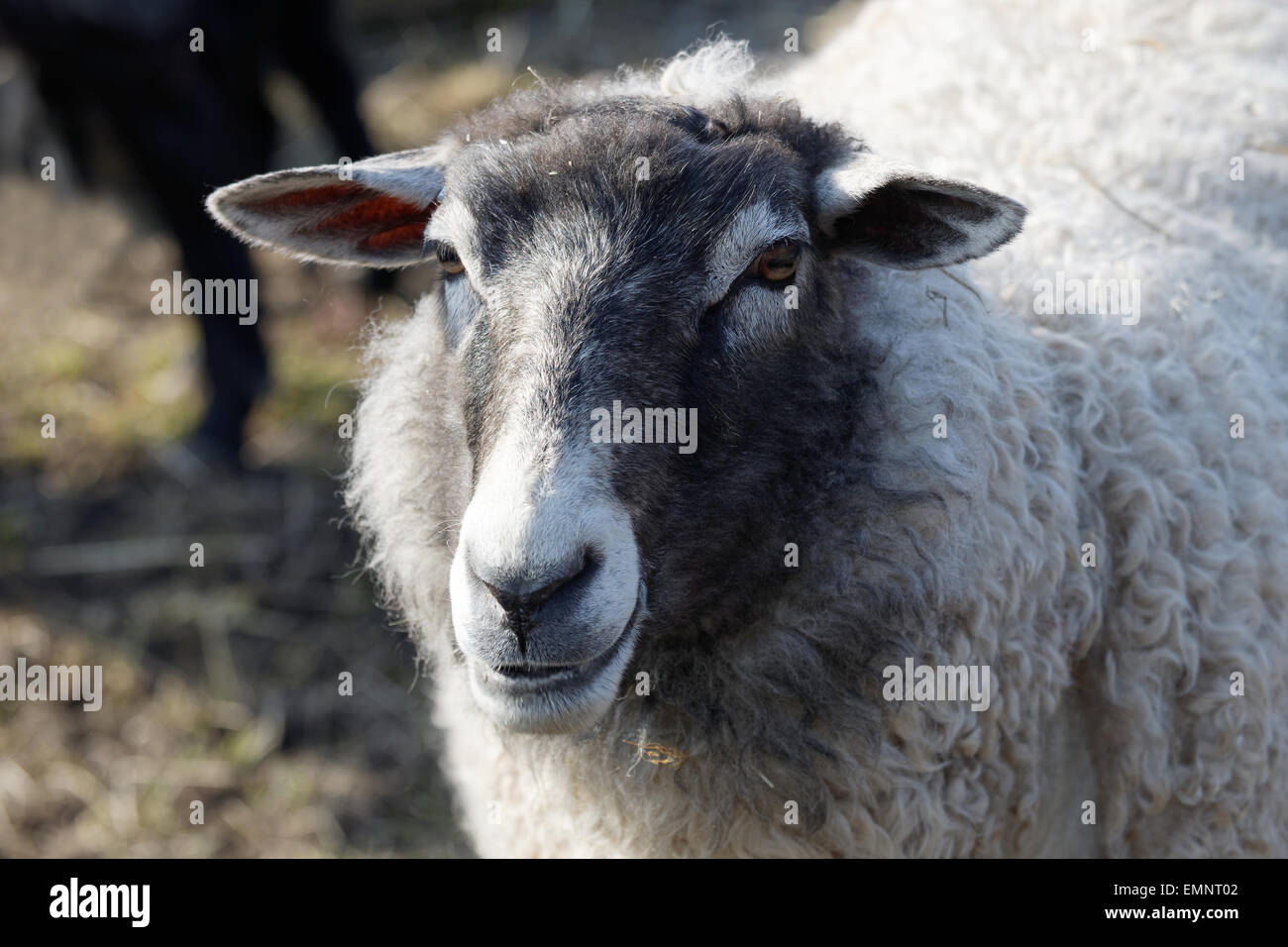 One sheep, white and gray watching something Stock Photo - Alamy