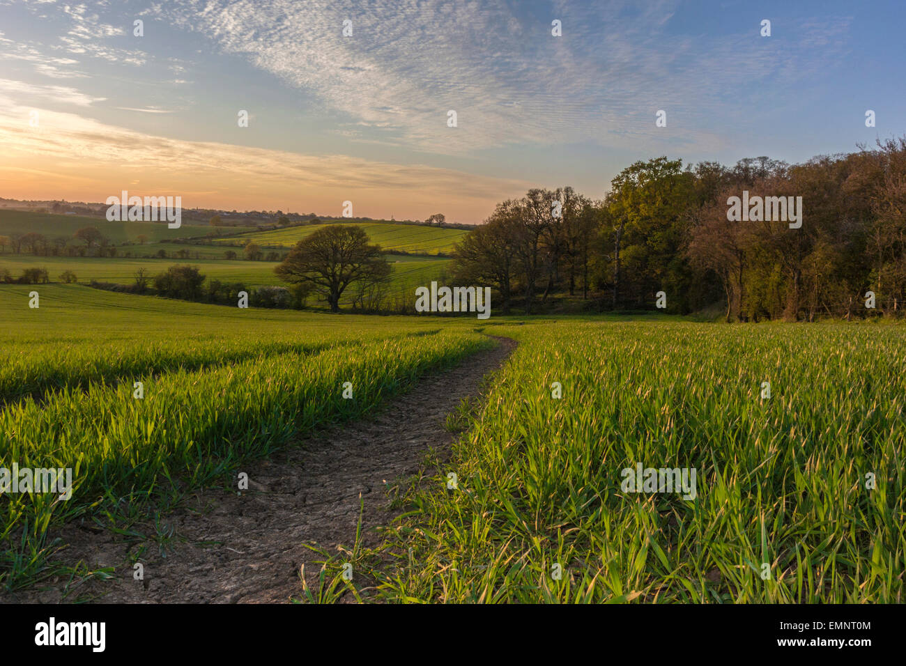 English forest sunset hi-res stock photography and images - Alamy