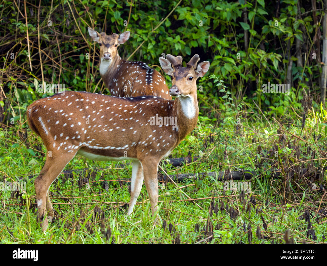 Spotted Deer In Nagarhole National Park Karnataka Stock Photo - Alamy