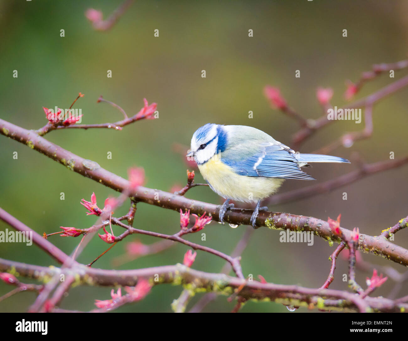 Blue tit bird sitting on the twig of a tree Stock Photo - Alamy