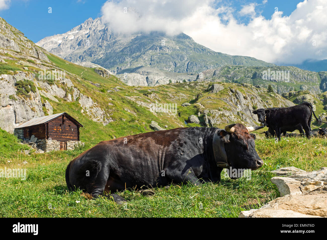 A mountain landscape with cows in the swiss alps Stock Photo - Alamy