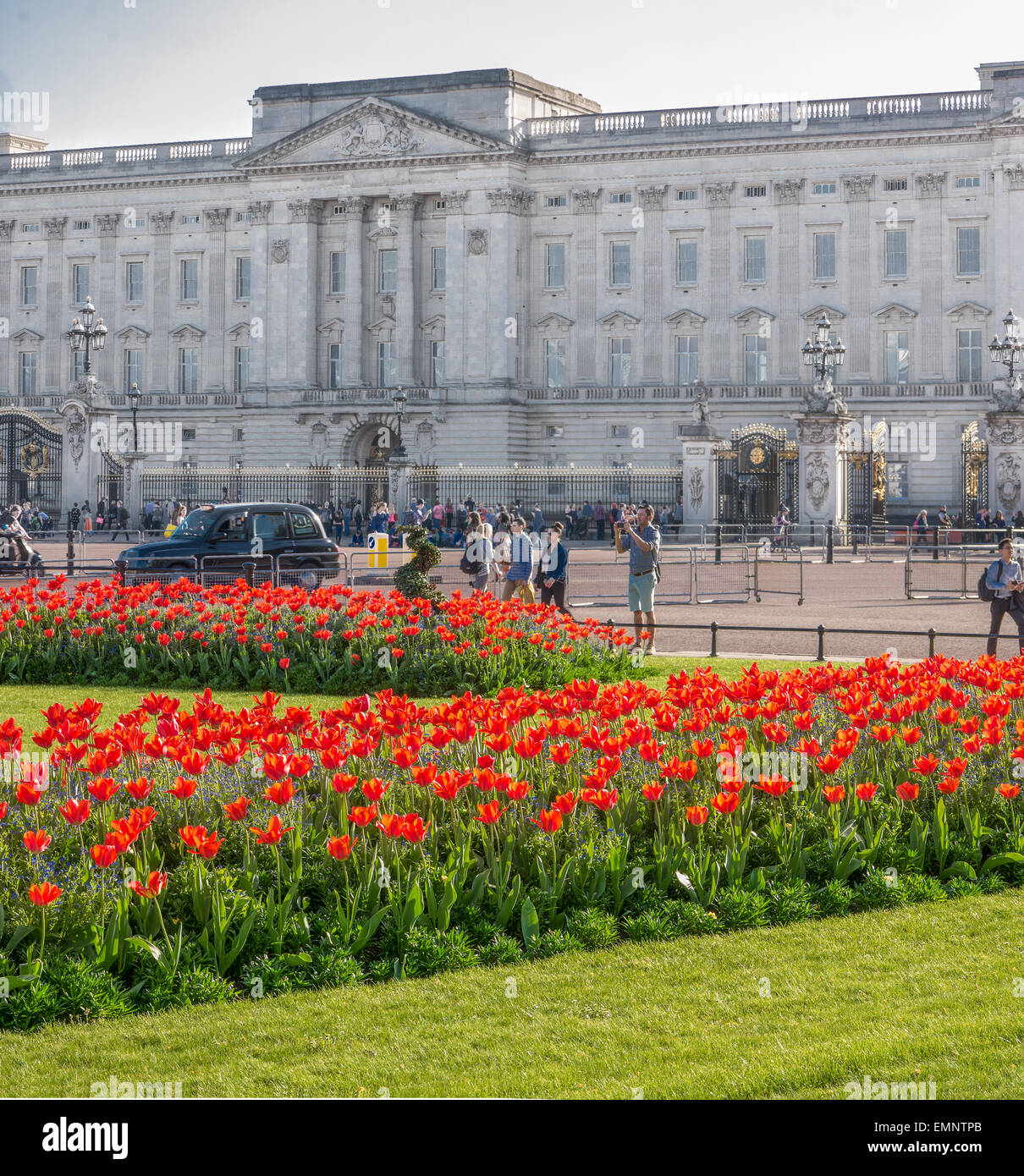 Tulips at buckingham palace hi-res stock photography and images - Alamy