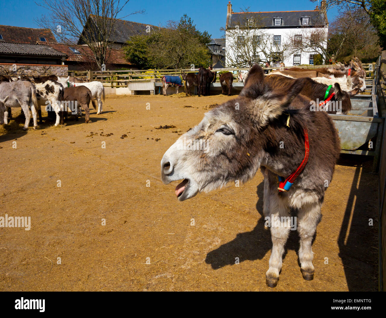 Donkeys feeding at The Donkey Sanctuary in Sidmouth Devon England UK a ...