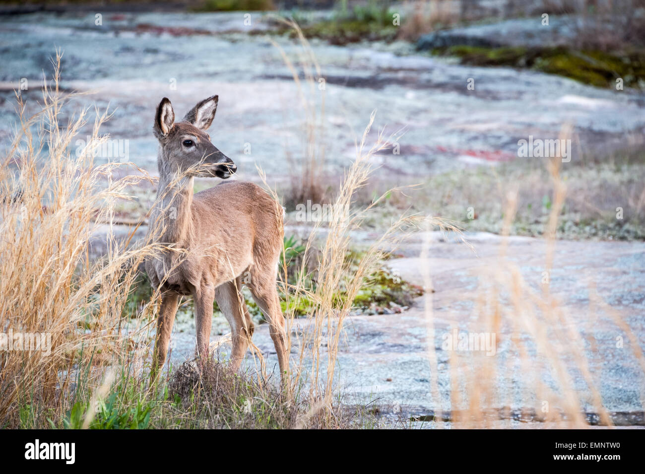 A lone Whitetail deer stands on a stone outcropping at dusk in Stone ...