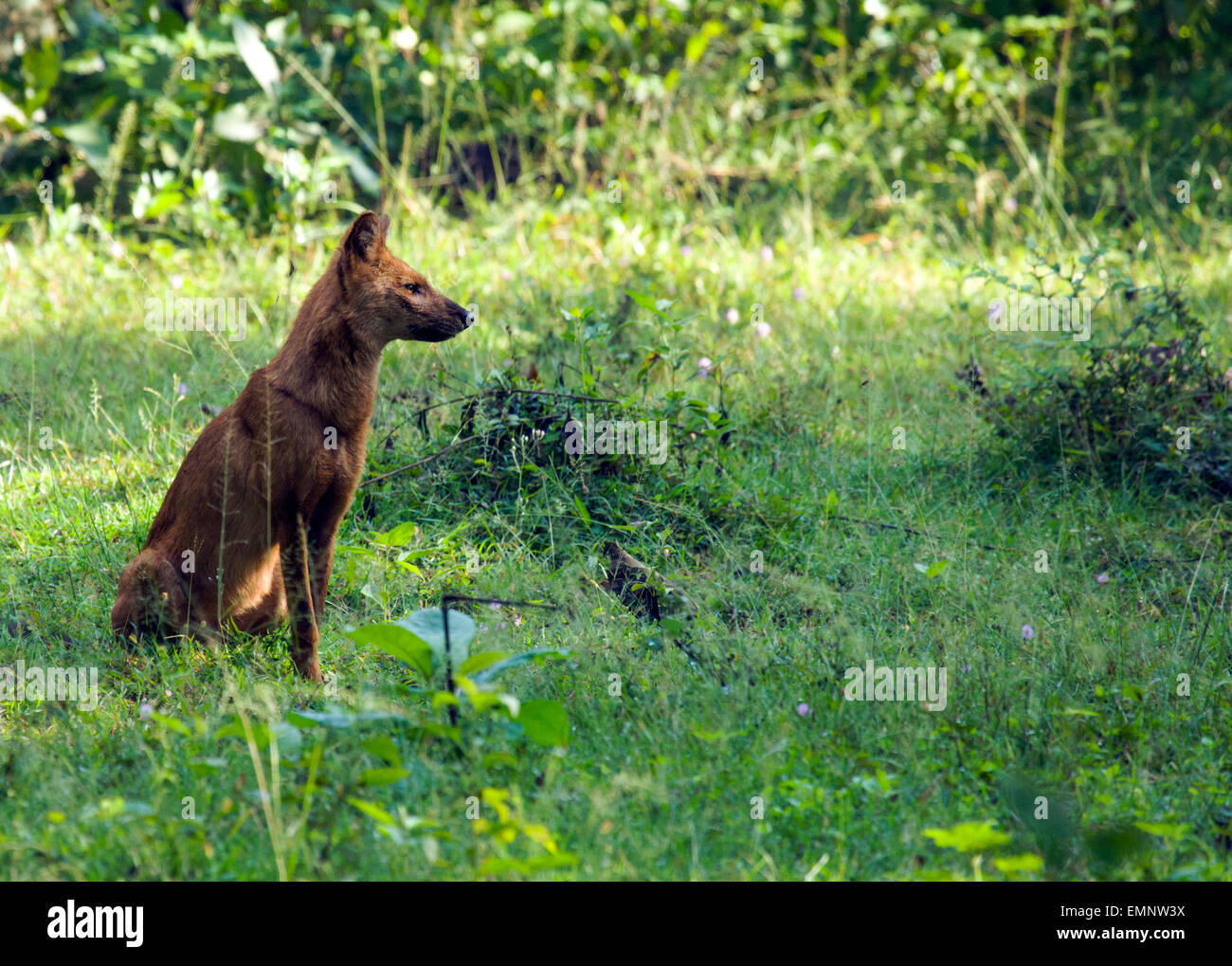 Asian wild dog, Cuon alpinus, Bandipur National Park, Western Ghats ...