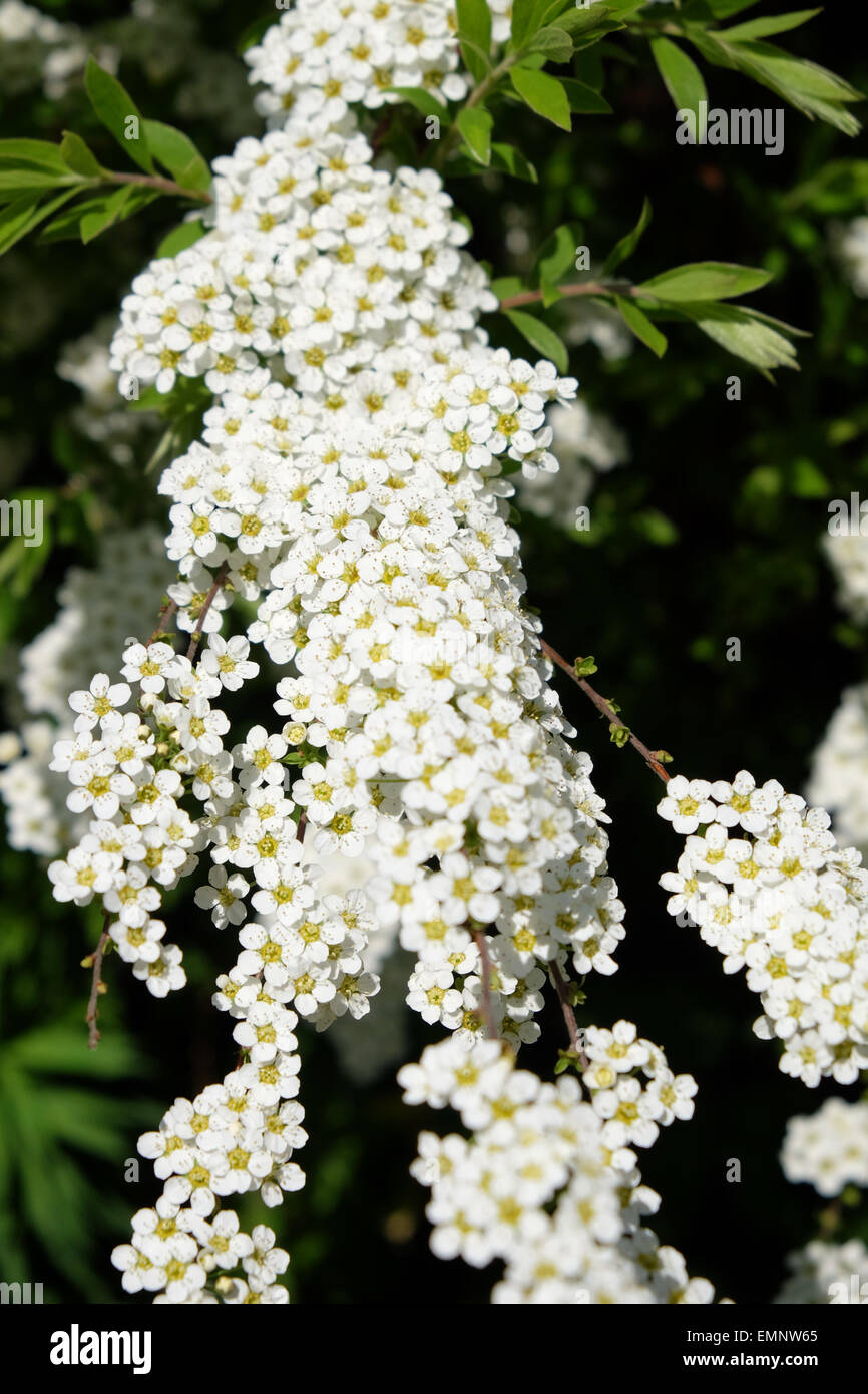 Spirea hi-res stock photography and images - Alamy