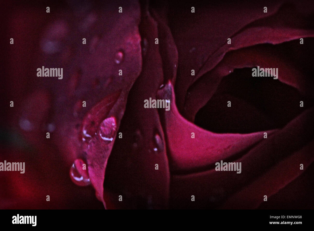 Abstract rose hi-res stock photography and images - Alamy