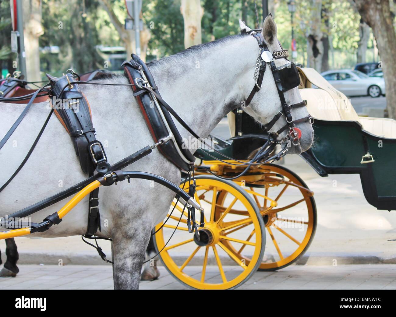 Spanish horse and cart Seville Spain Stock Photo - Alamy