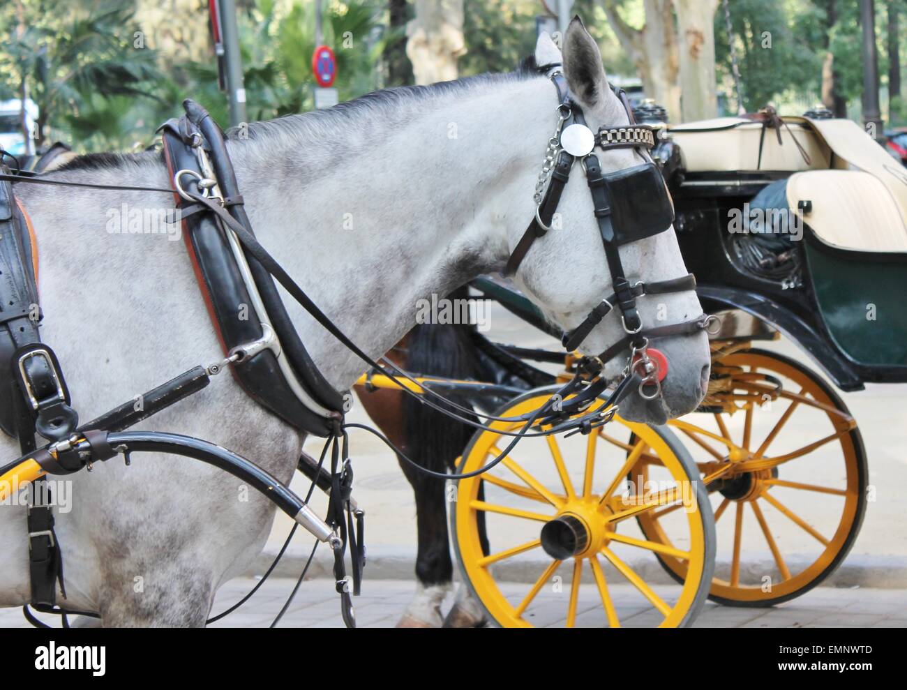 Spanish horse and cart Seville Spain Stock Photo - Alamy